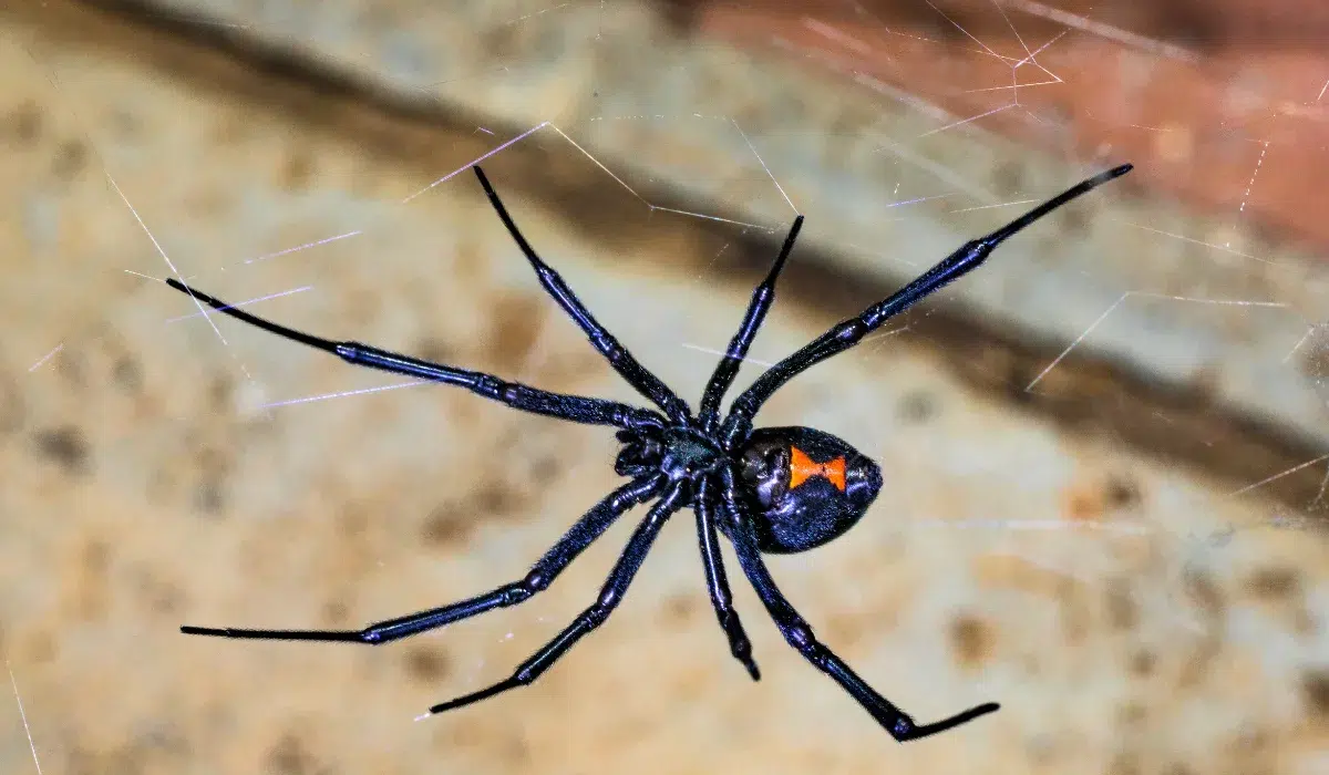 Spiders in Birmingham, AL: Common Types & Prevention Tips