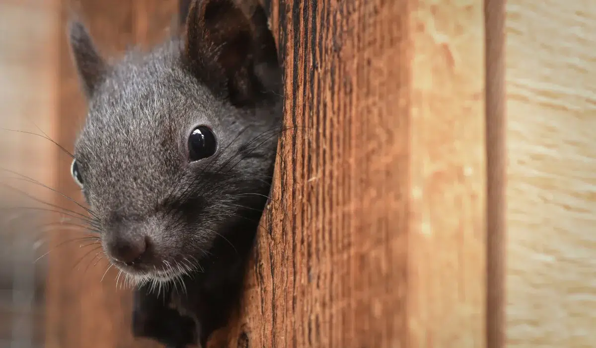 How to Prevent Rodent Infestations in Huntsville, AL, Homes